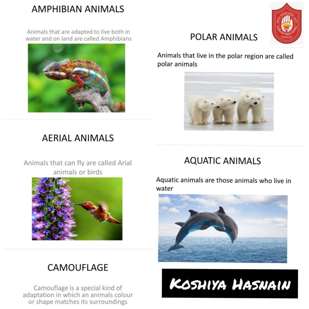 Class V, Powerpoint Presentation on Adaptation in Animals – Shirdi Sai ...